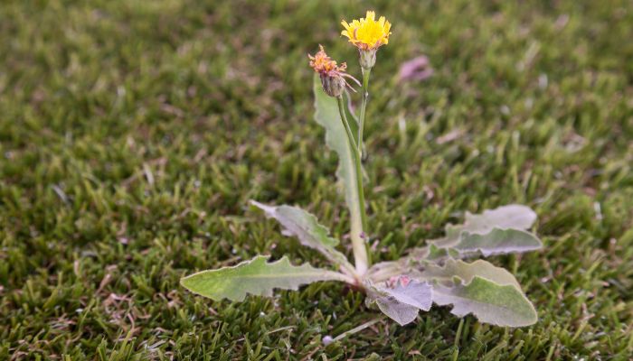 Weed Control for Fall in North Carolina | Eastern Turf Maintenance